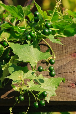 Homeopathic Bryonia - Health Facts