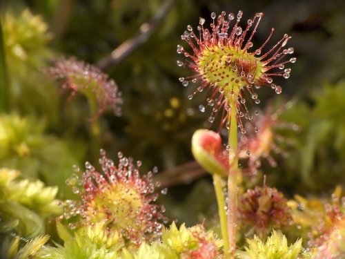 Homeopathic Drosera - Health Facts