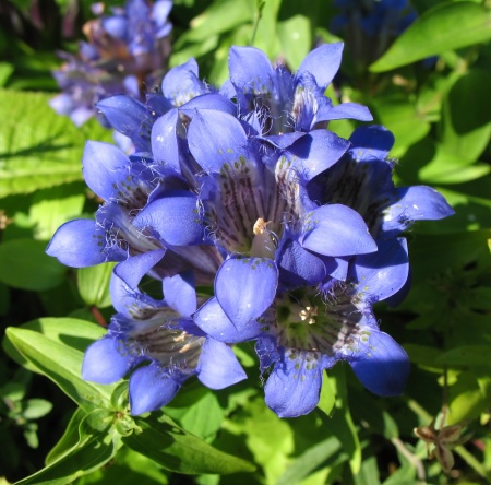 Gentiana lutea - Health Facts
