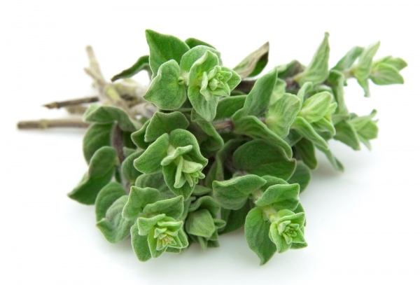 Origanum vulgare - Health Facts