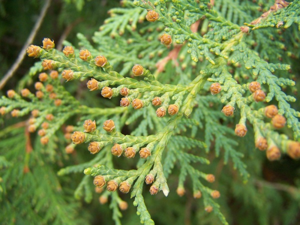 Thuja occidentalis - Health Facts