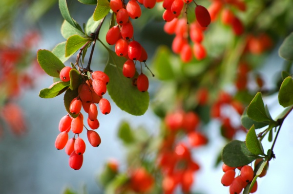 Berberis vulgaris - Health Facts