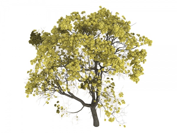Tabebuia avellanedae - Health Facts